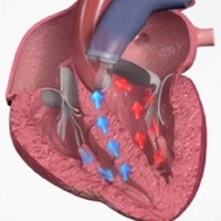 Normal Heart Function