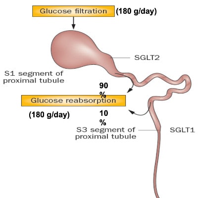 SGLT2-Inhibitors: Everything you wanted to know in 2020